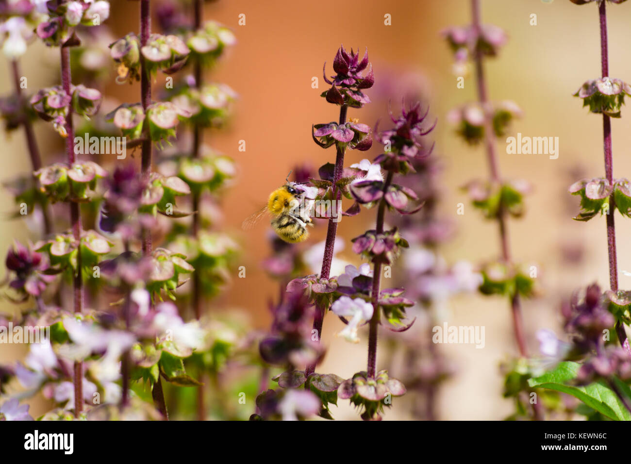 Fresh aromatic herbs basil plant in the garden, growth outside Stock ...