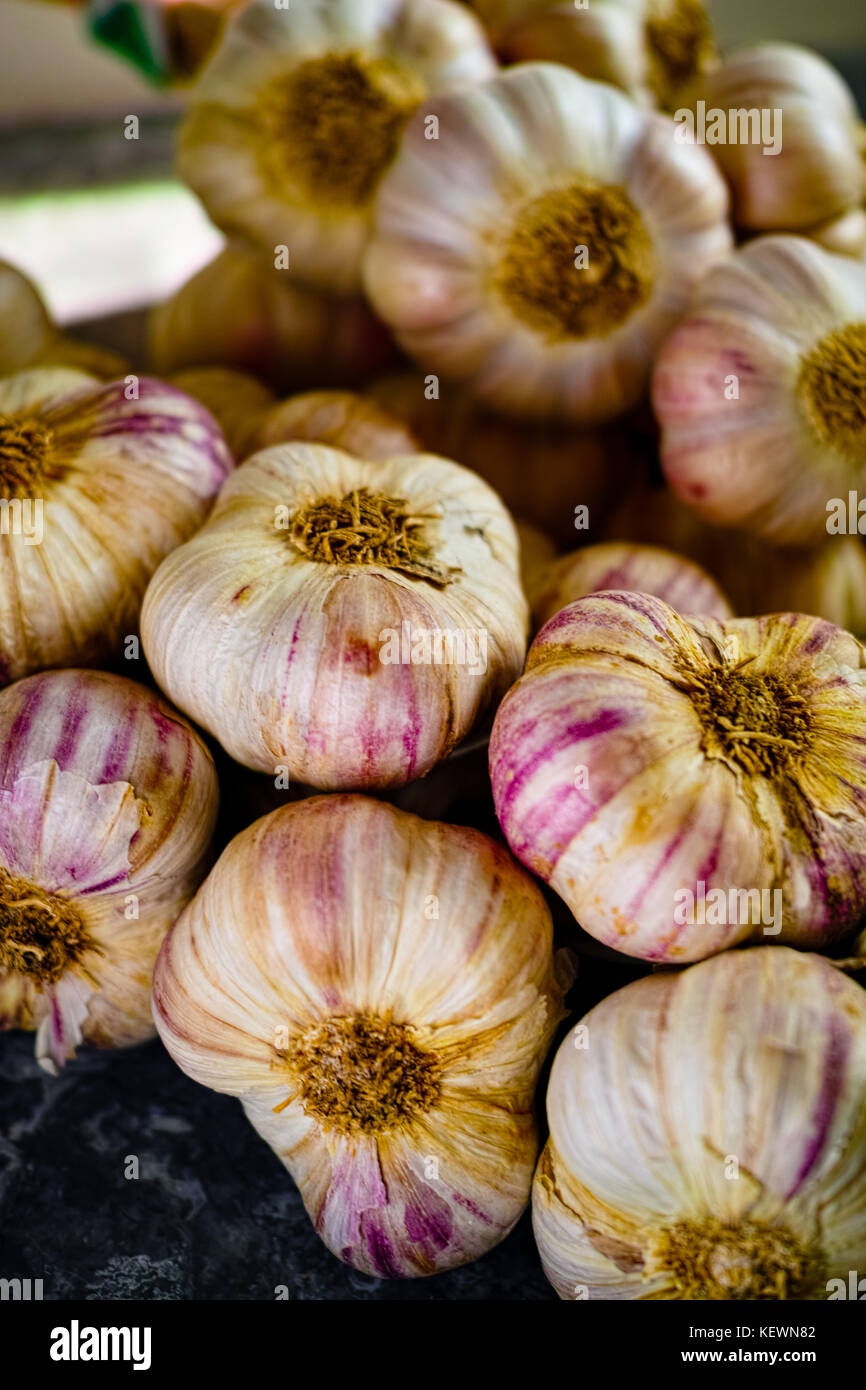 Fresh french violet and rose garlic from Provence, France, close up ...