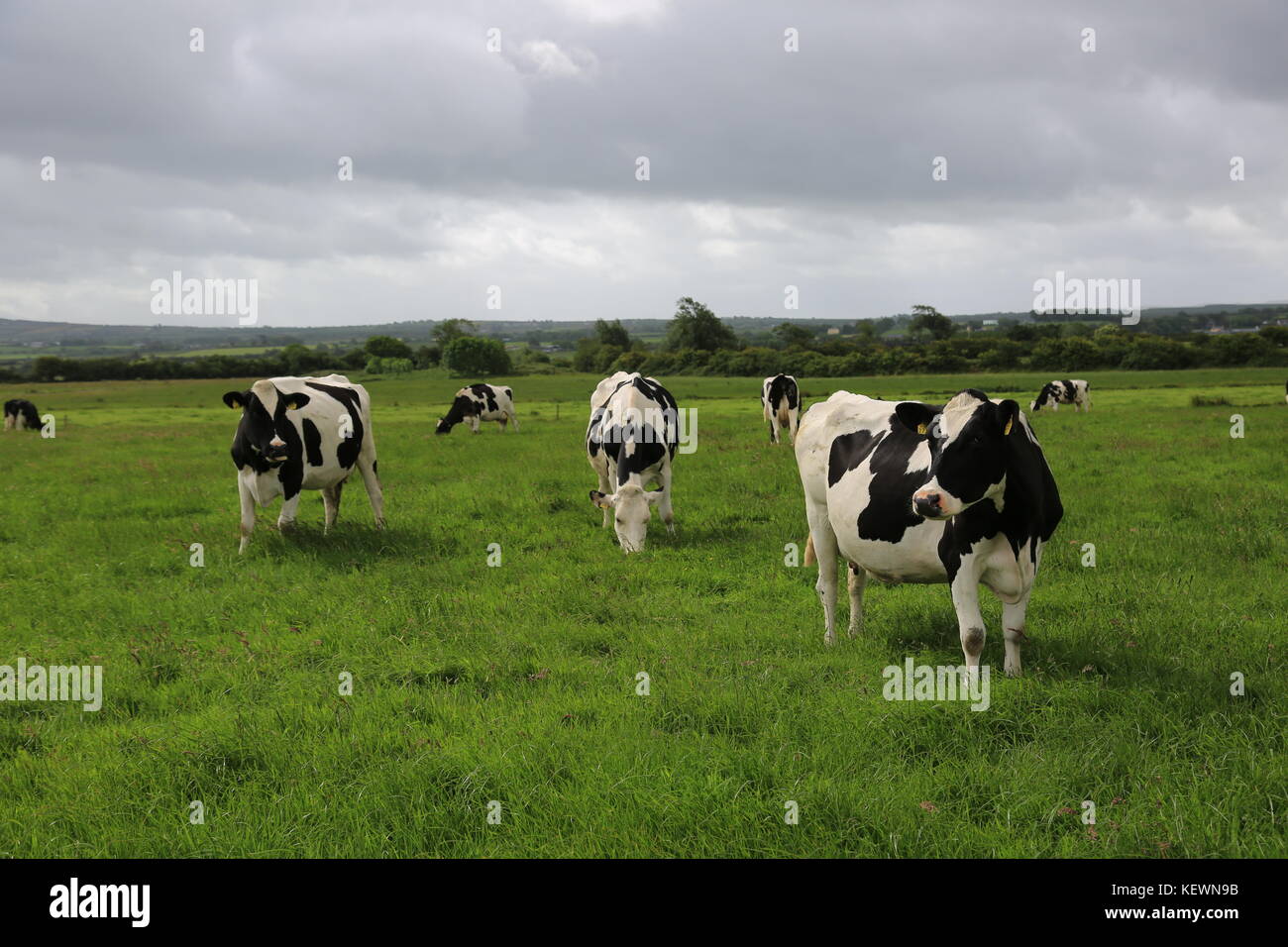 Irish Cows in field Stock Photo - Alamy