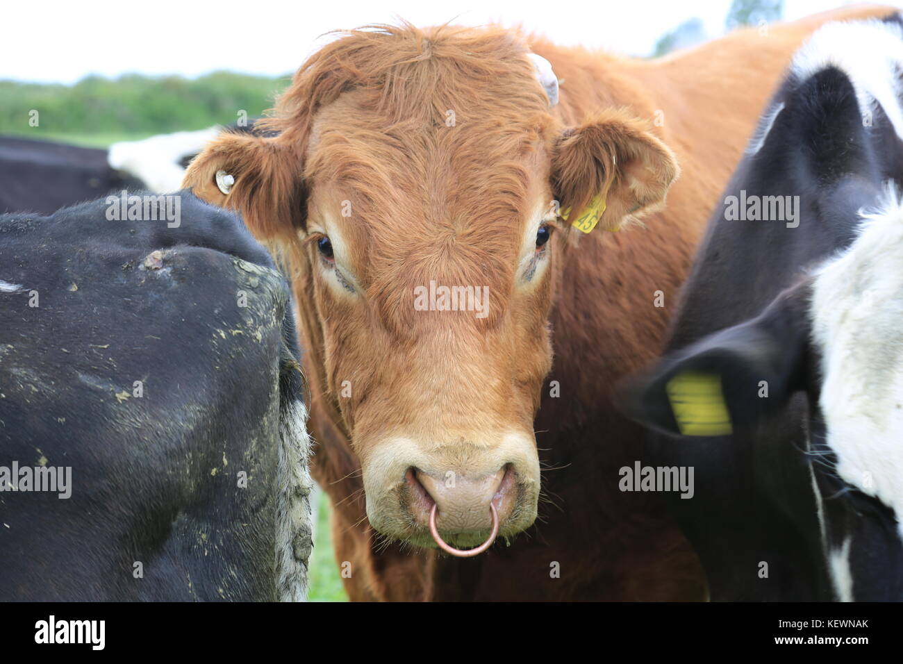 Irish cow hi-res stock photography and images - Alamy