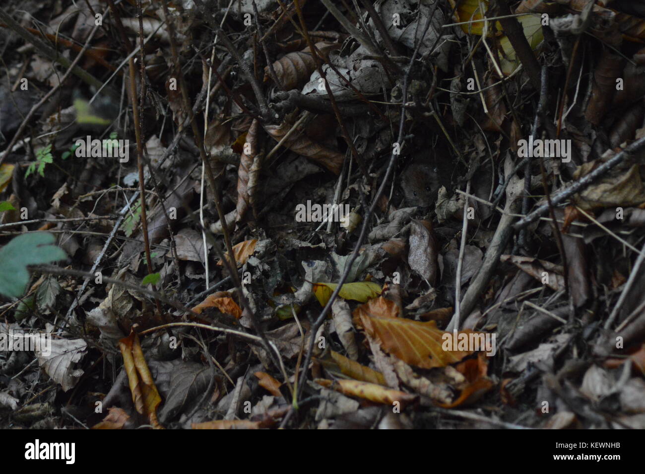 A tiny mouse hiding in woodland edge Stock Photo - Alamy
