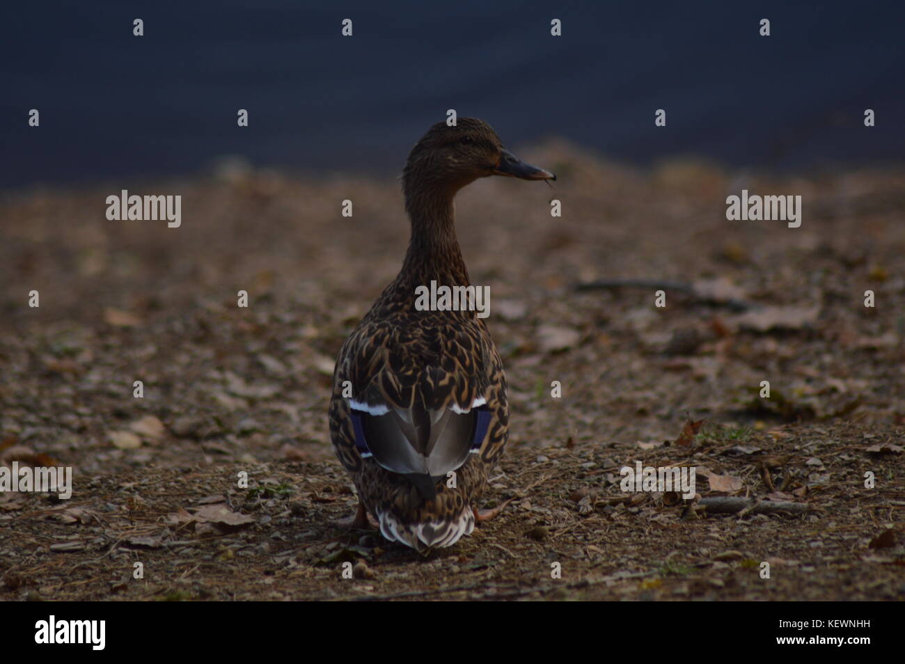 Female Duck stood on banking Stock Photo - Alamy
