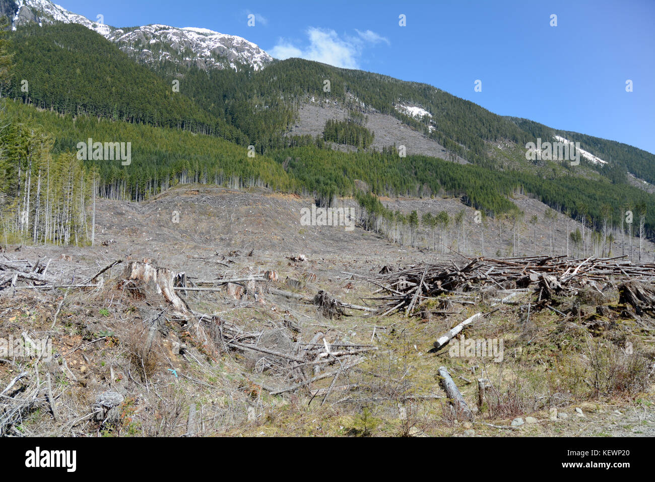 A clear-cut logging block and deforestation slash on a mountainside ...