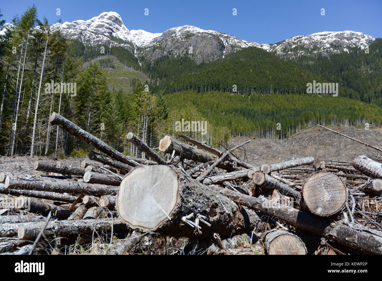 A clear-cut logging block and deforestation slash on a mountainside ...