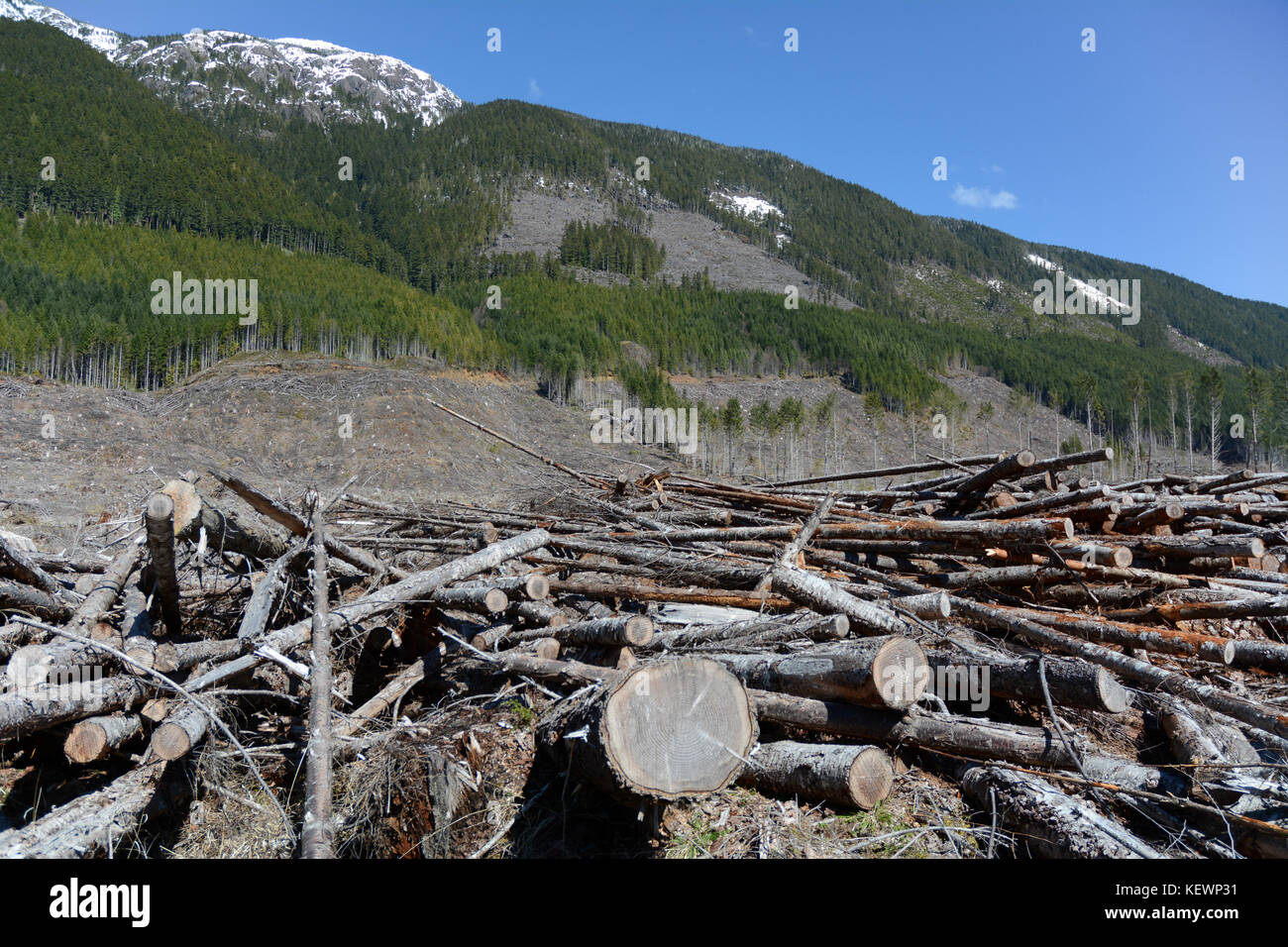 A clear-cut logging block and deforestation slash on a mountainside ...