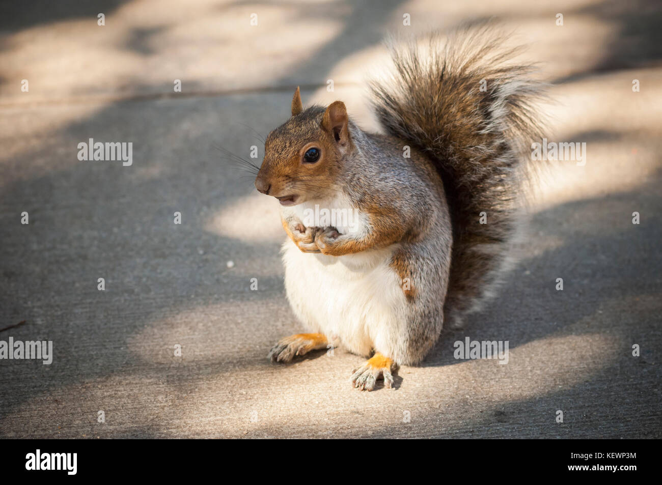 An Eastern Gray Squirrel on the street in New York on Tuesday, October ...