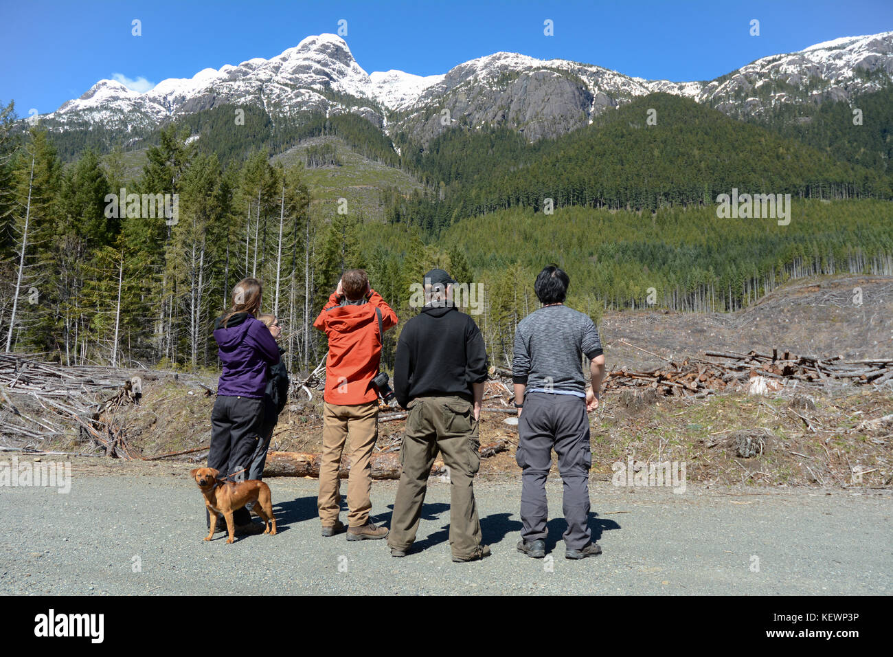 Environmentalists survey a clear-cut logging block and slash on a ...
