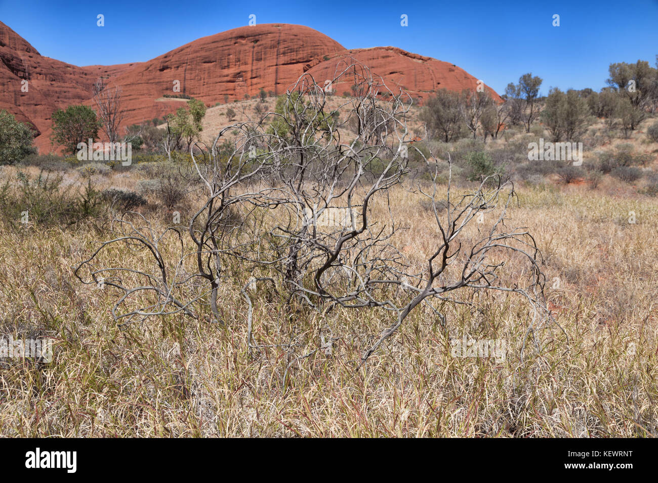 in australia the concept of wilderness environment in the landscape ...