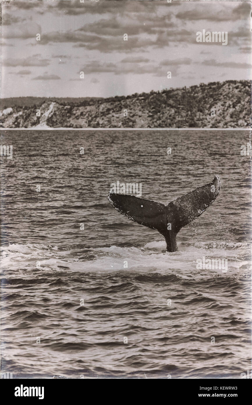 in australia a free whale in the ocean like concept of freedom Stock ...