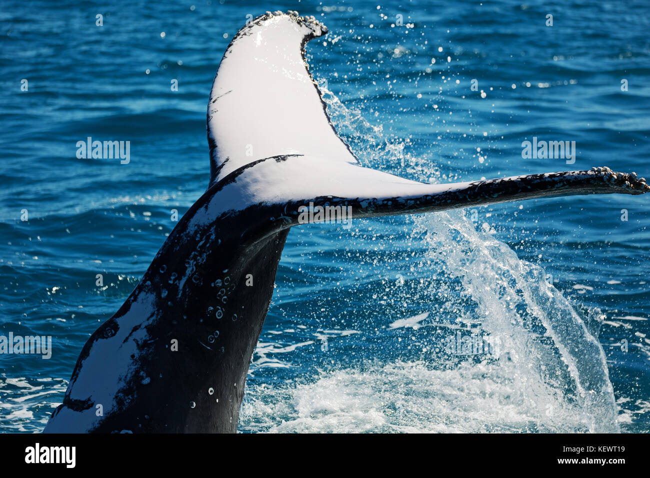 in australia a free whale in the ocean like concept of freedom Stock ...