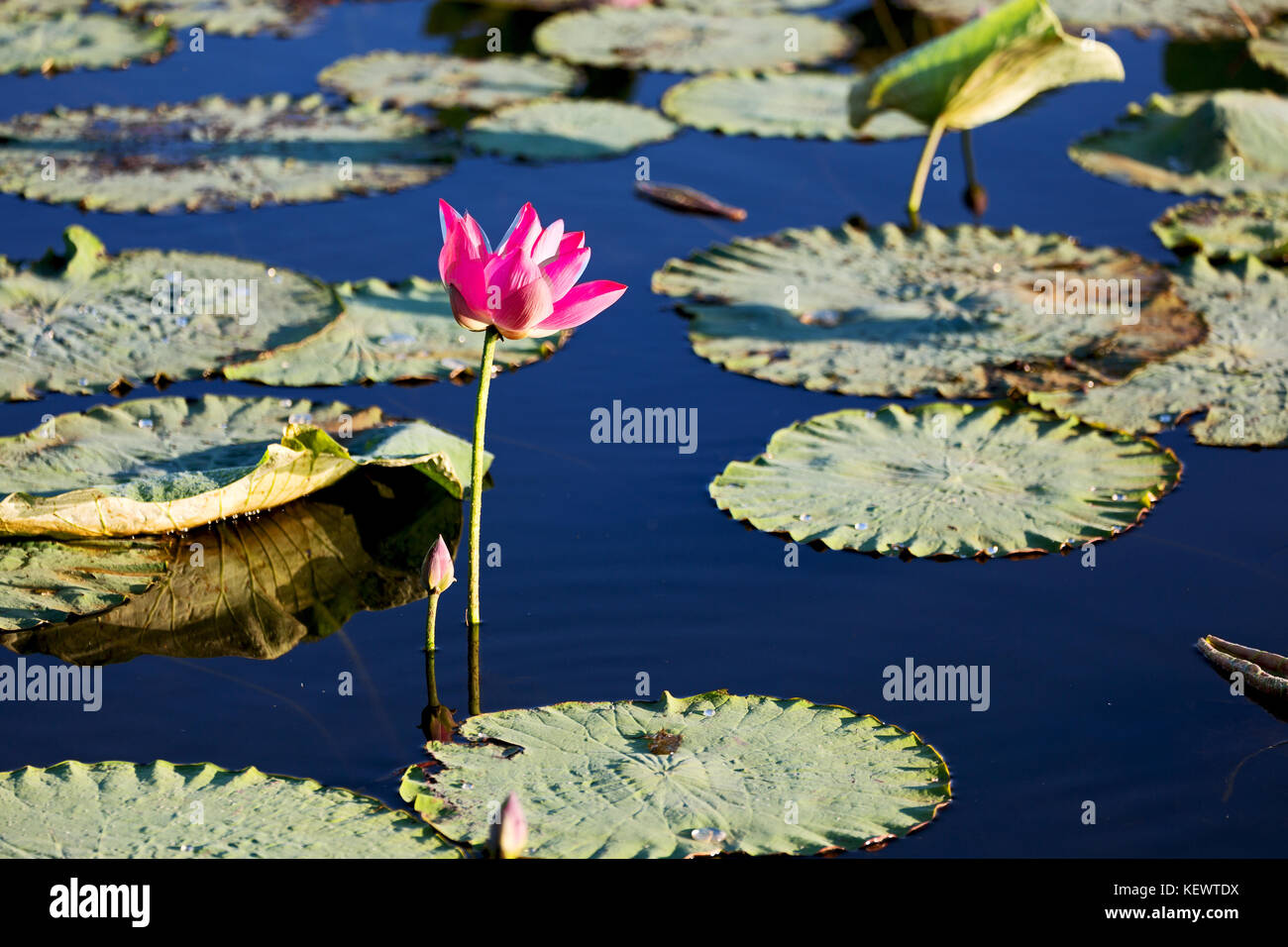 in australia the concept of tranquility in the pond with waterlily ...