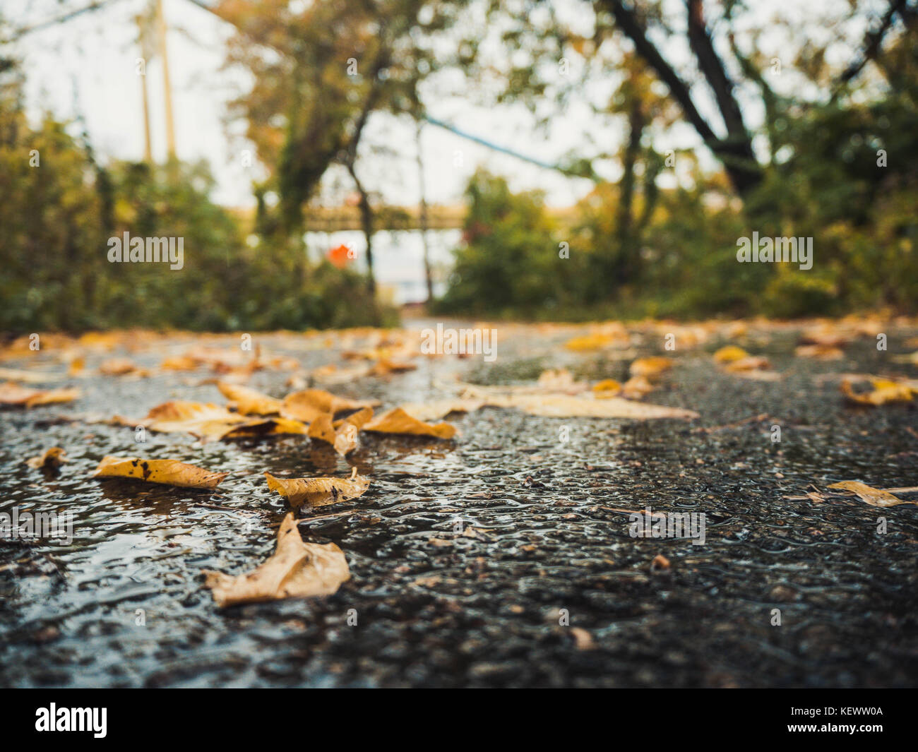 Rainy day with fall leaves Stock Photo - Alamy