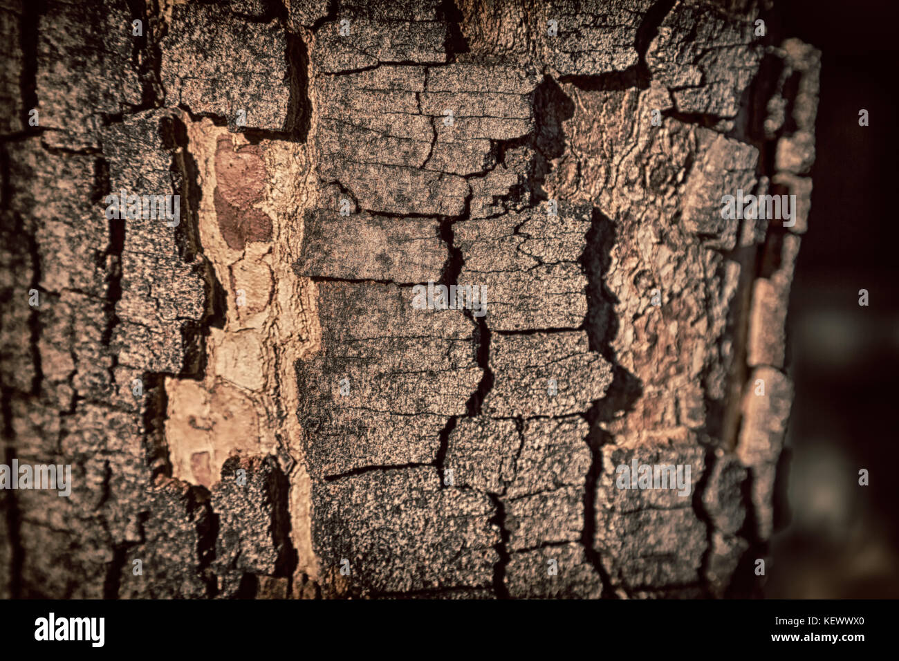 abstract texture of a surface tree like background grain Stock Photo ...