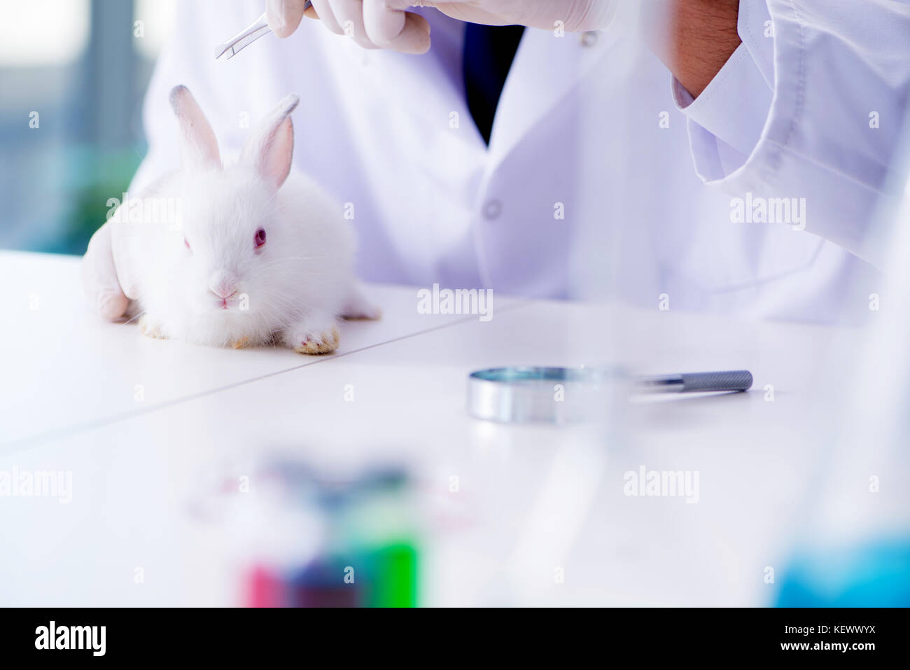 Vet doctor examining rabbit in pet hospital Stock Photo - Alamy
