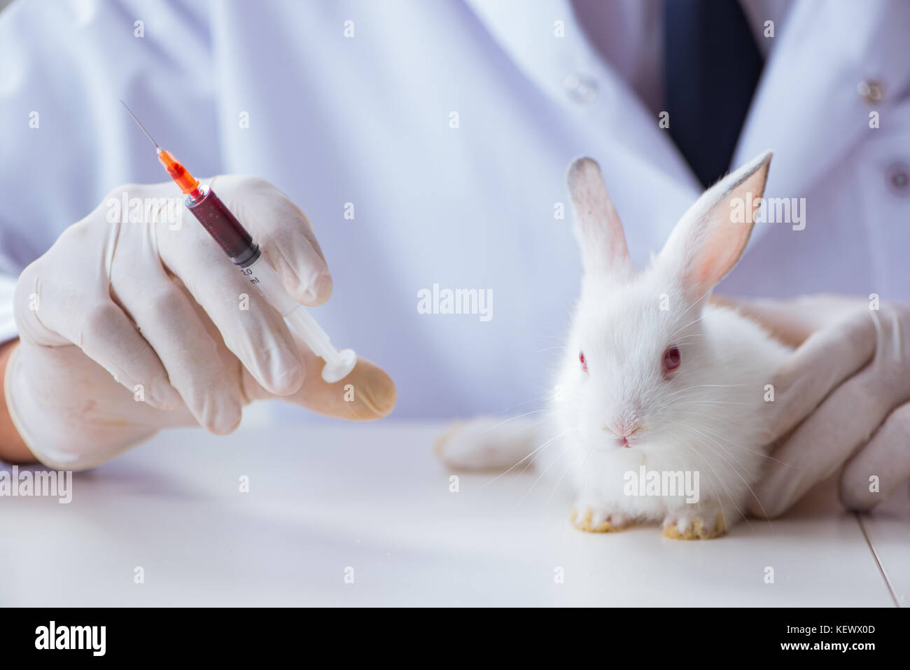 Vet doctor examining rabbit in pet hospital Stock Photo - Alamy