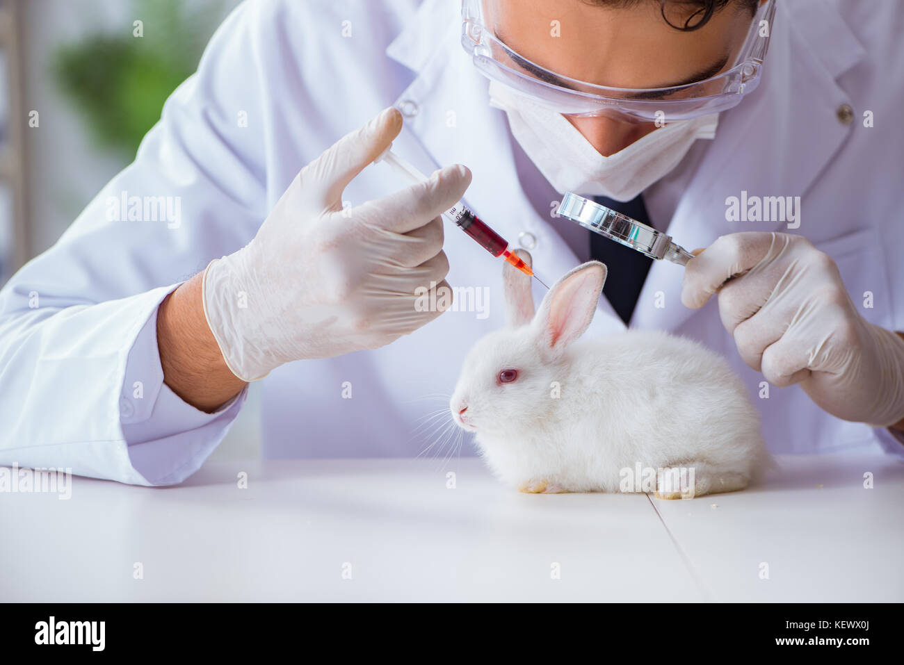 Vet doctor examining rabbit in pet hospital Stock Photo - Alamy