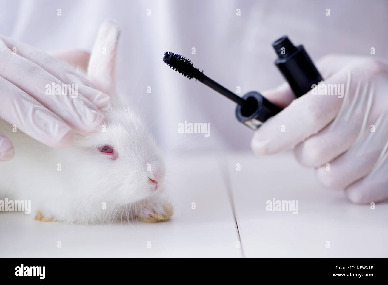 White rabbit in scientific lab experiment Stock Photo - Alamy