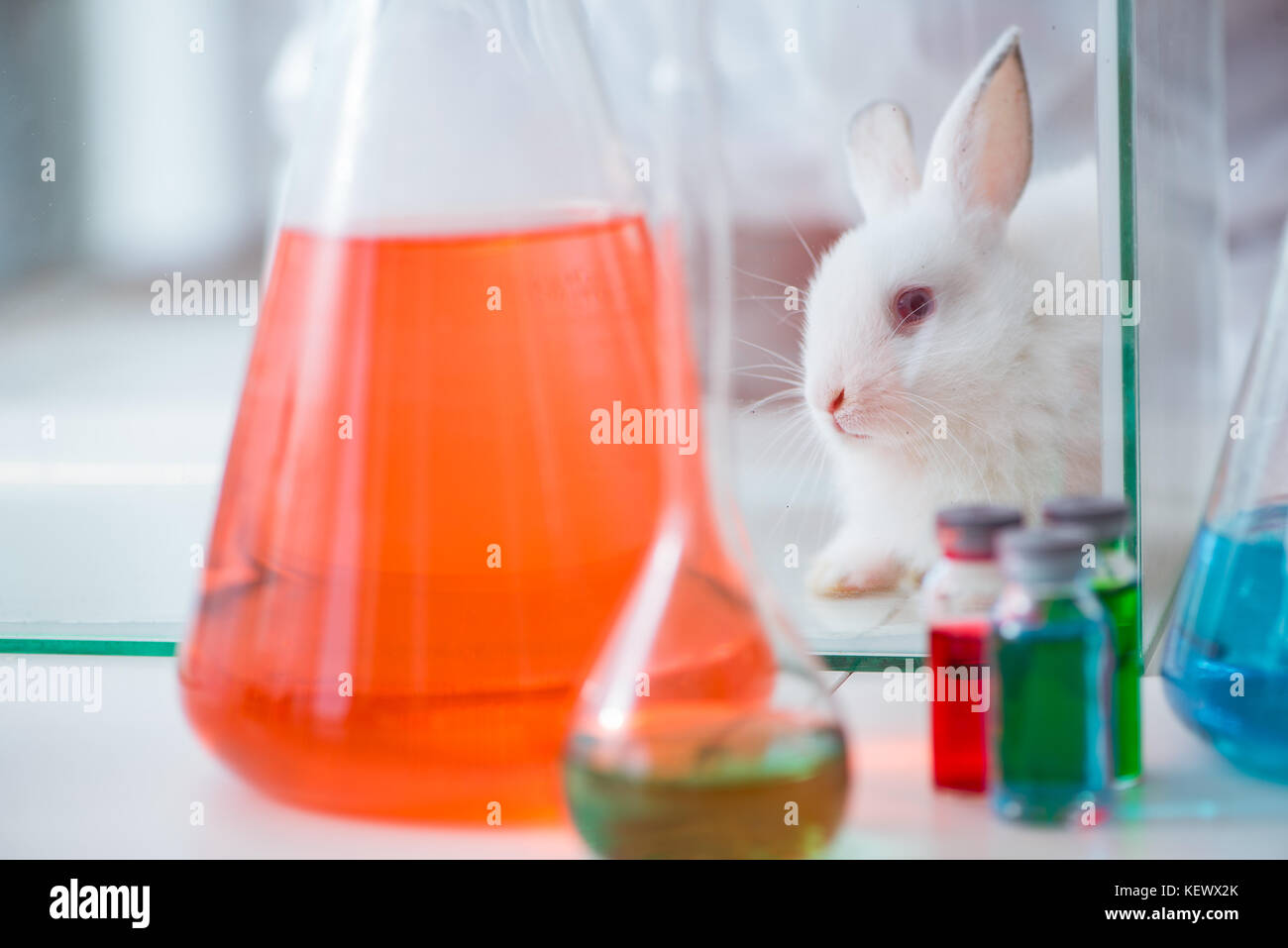 White rabbit in scientific lab experiment Stock Photo - Alamy