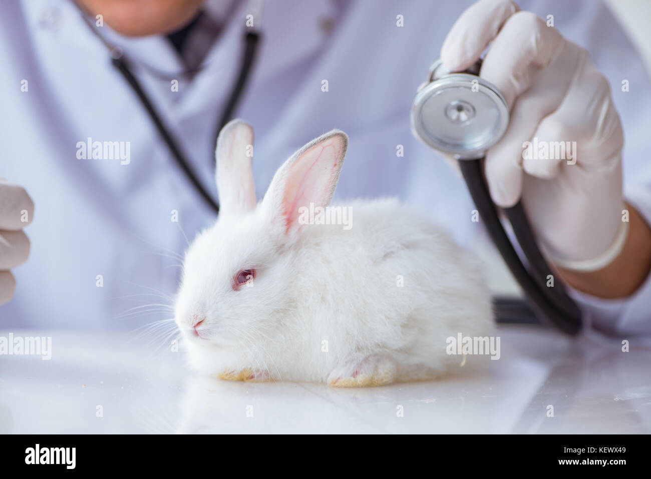 Vet doctor examining rabbit in pet hospital Stock Photo - Alamy