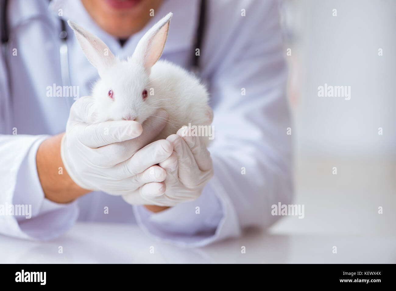 Vet doctor examining rabbit in pet hospital Stock Photo - Alamy