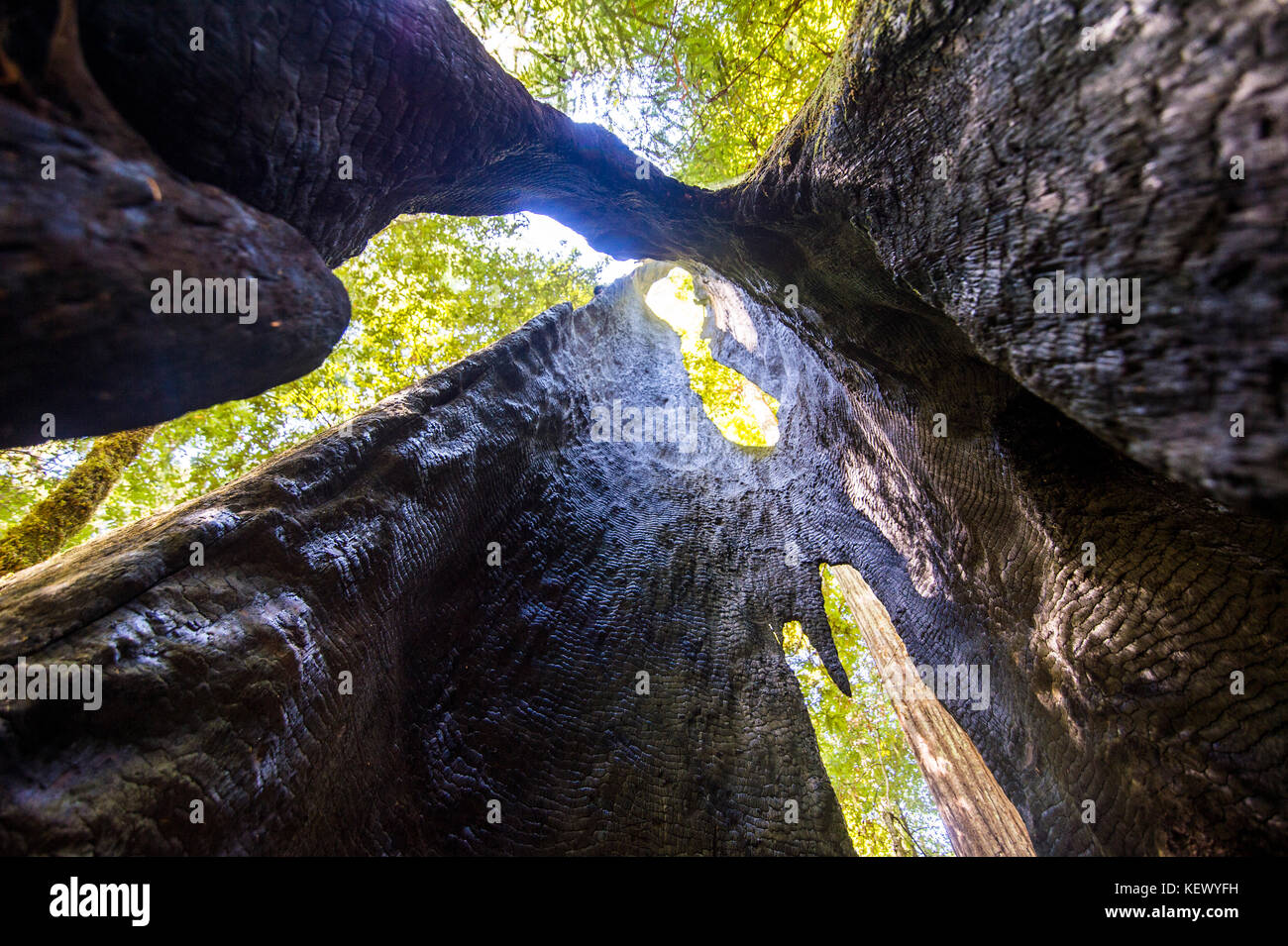 Inside a dead redwood tree in the Big Basin Redwood State Pak ...