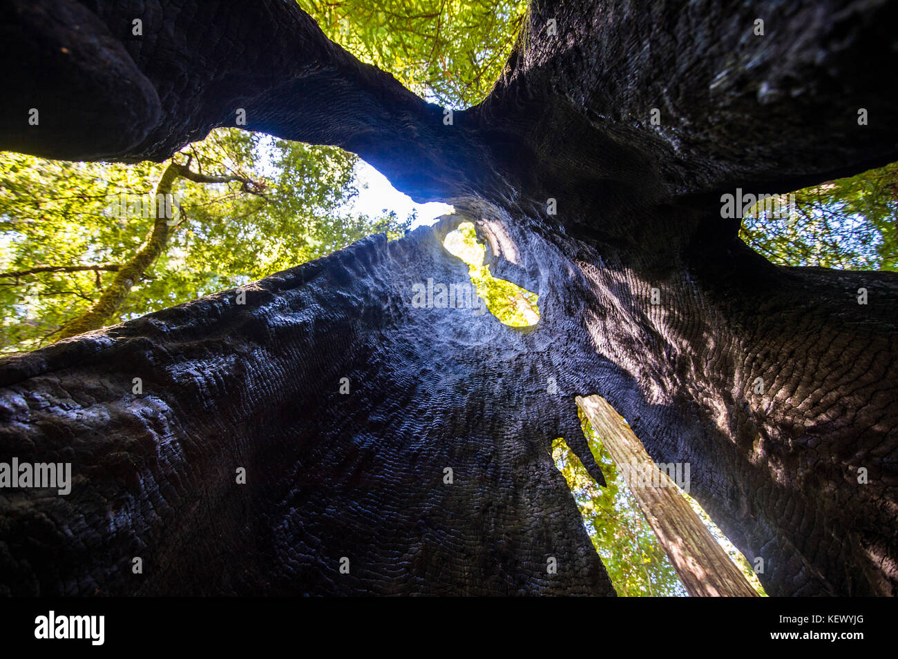 Inside a dead redwood tree in the Big Basin Redwood State Pak ...