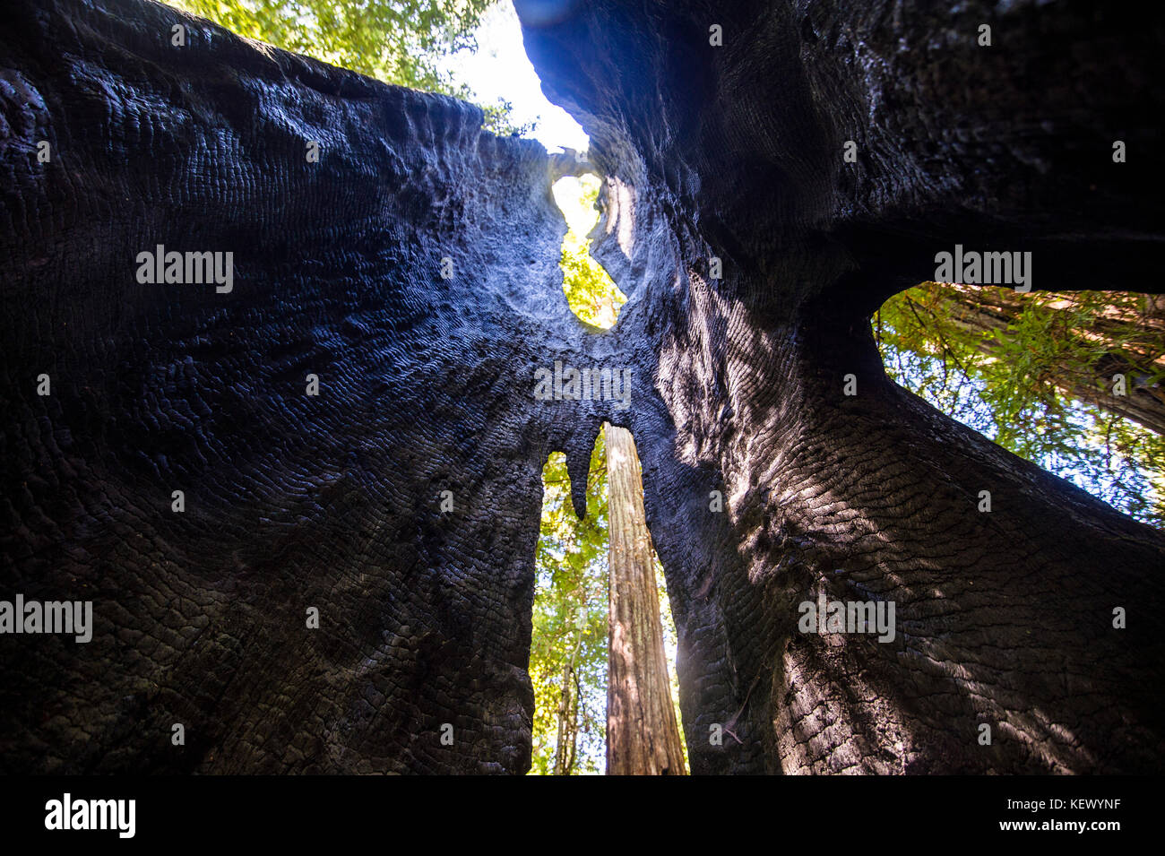 Inside a dead redwood tree in the Big Basin Redwood State Pak ...