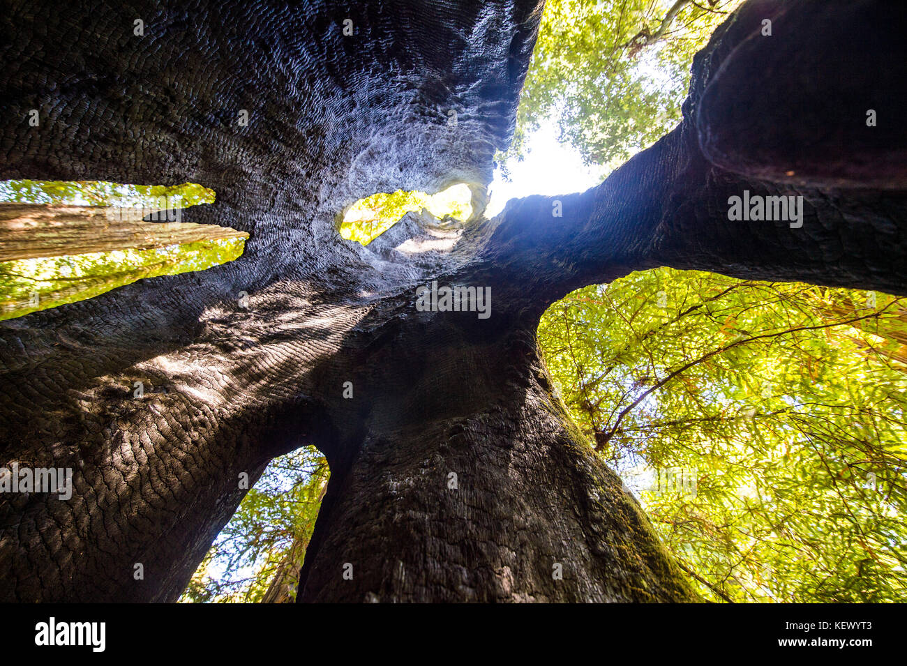 Inside a dead redwood tree in the Big Basin Redwood State Pak ...