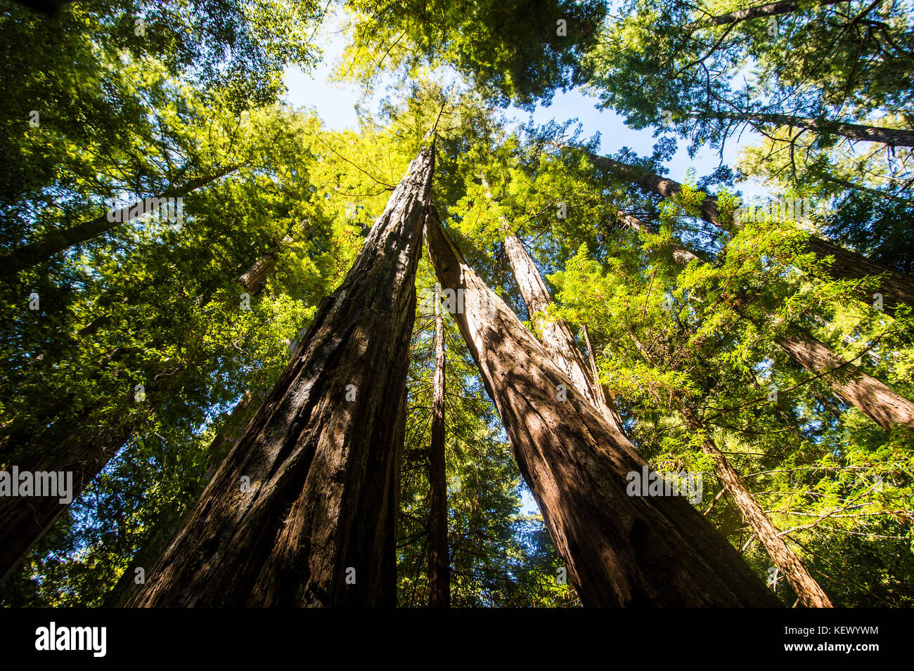 Big basin redwoods forest state park hi-res stock photography and ...