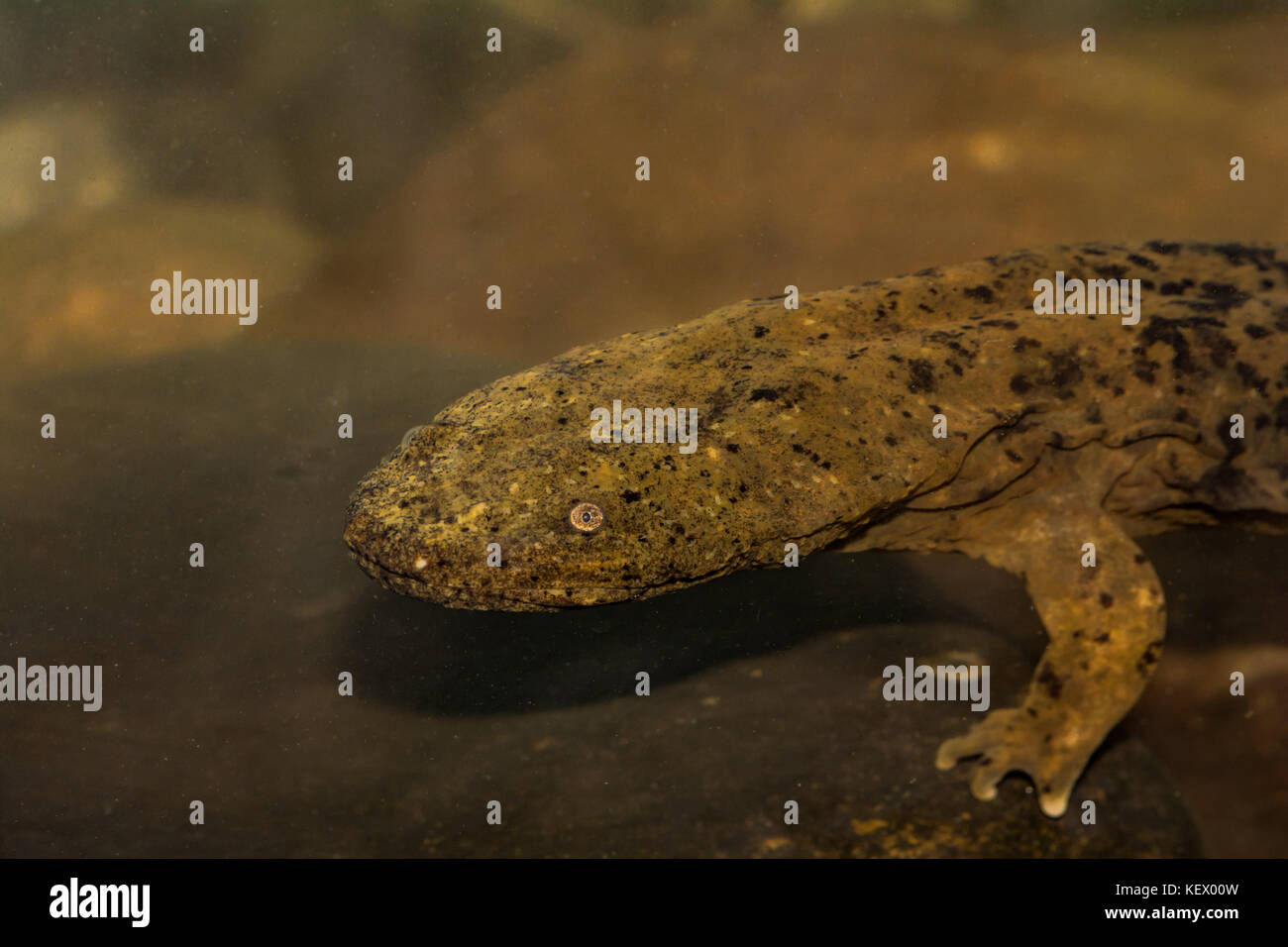 An Eastern Hellbender hunting for crayfish on the bottom of a creek ...