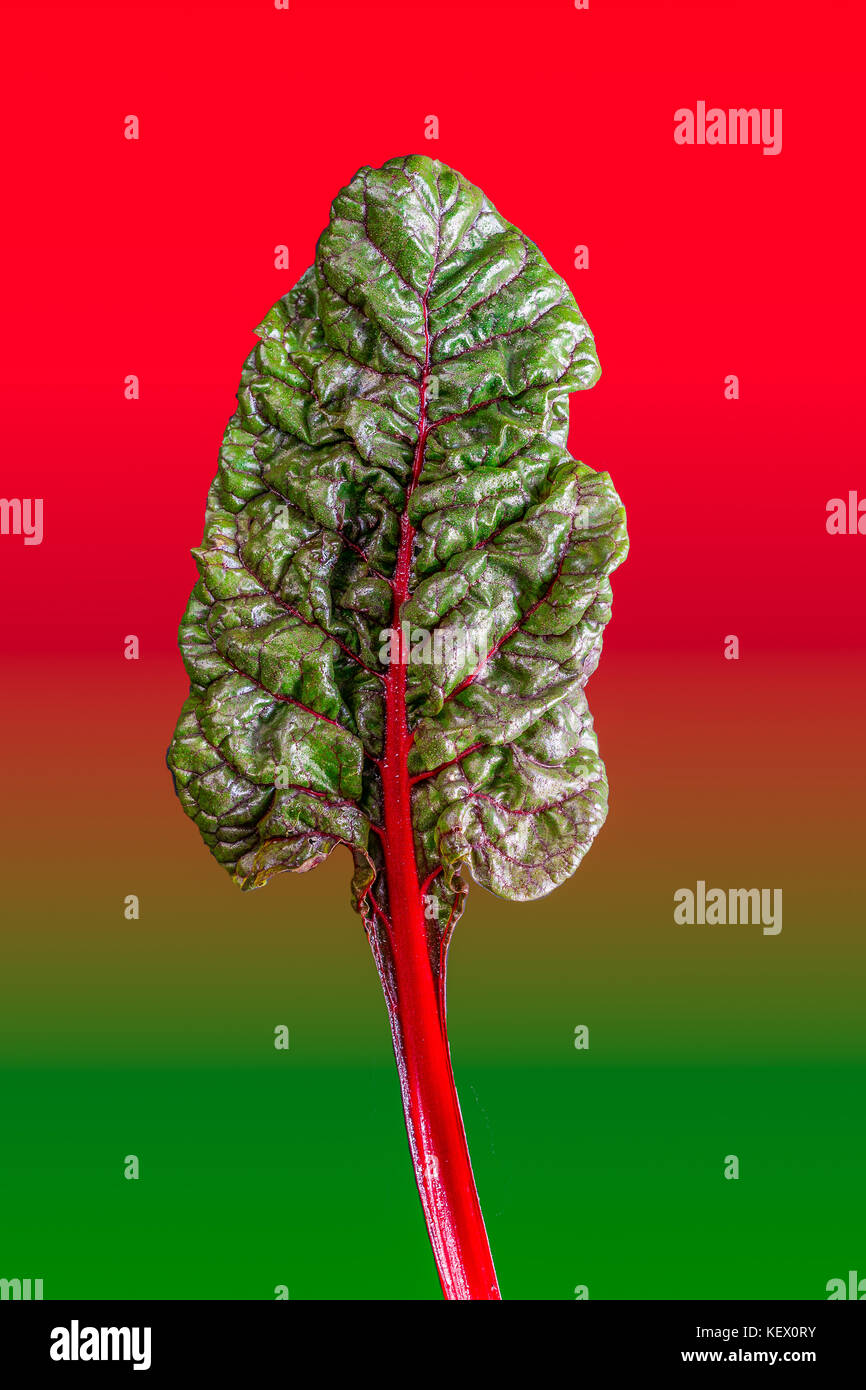 Swiss Chard Leaf, red and Green Stock Photo - Alamy