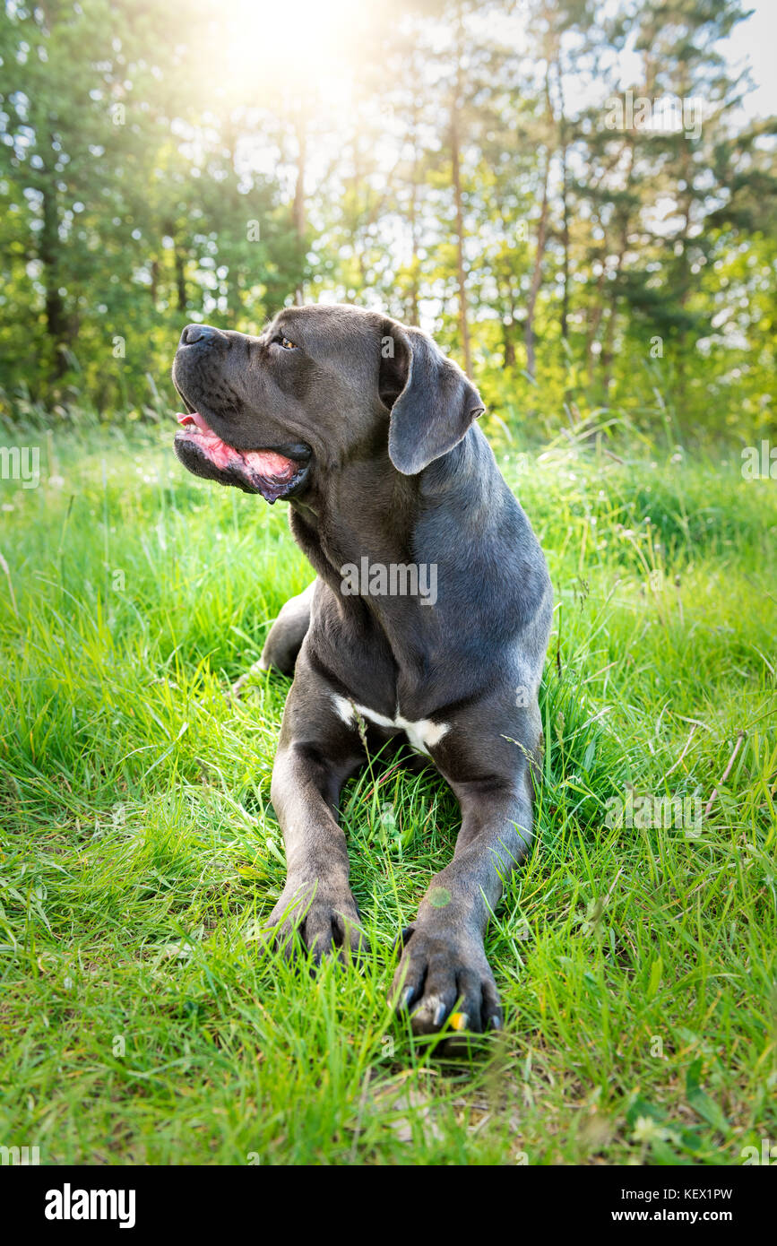 Cane corso, italian mastiff dog Stock Photo - Alamy