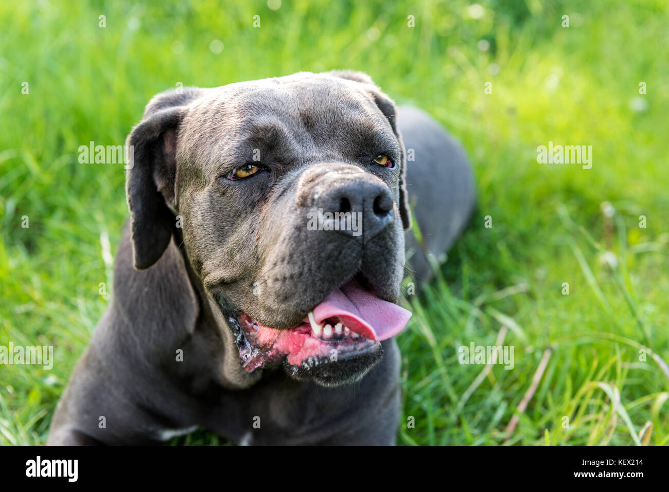 Italian mastiff hi-res stock photography and images - Alamy