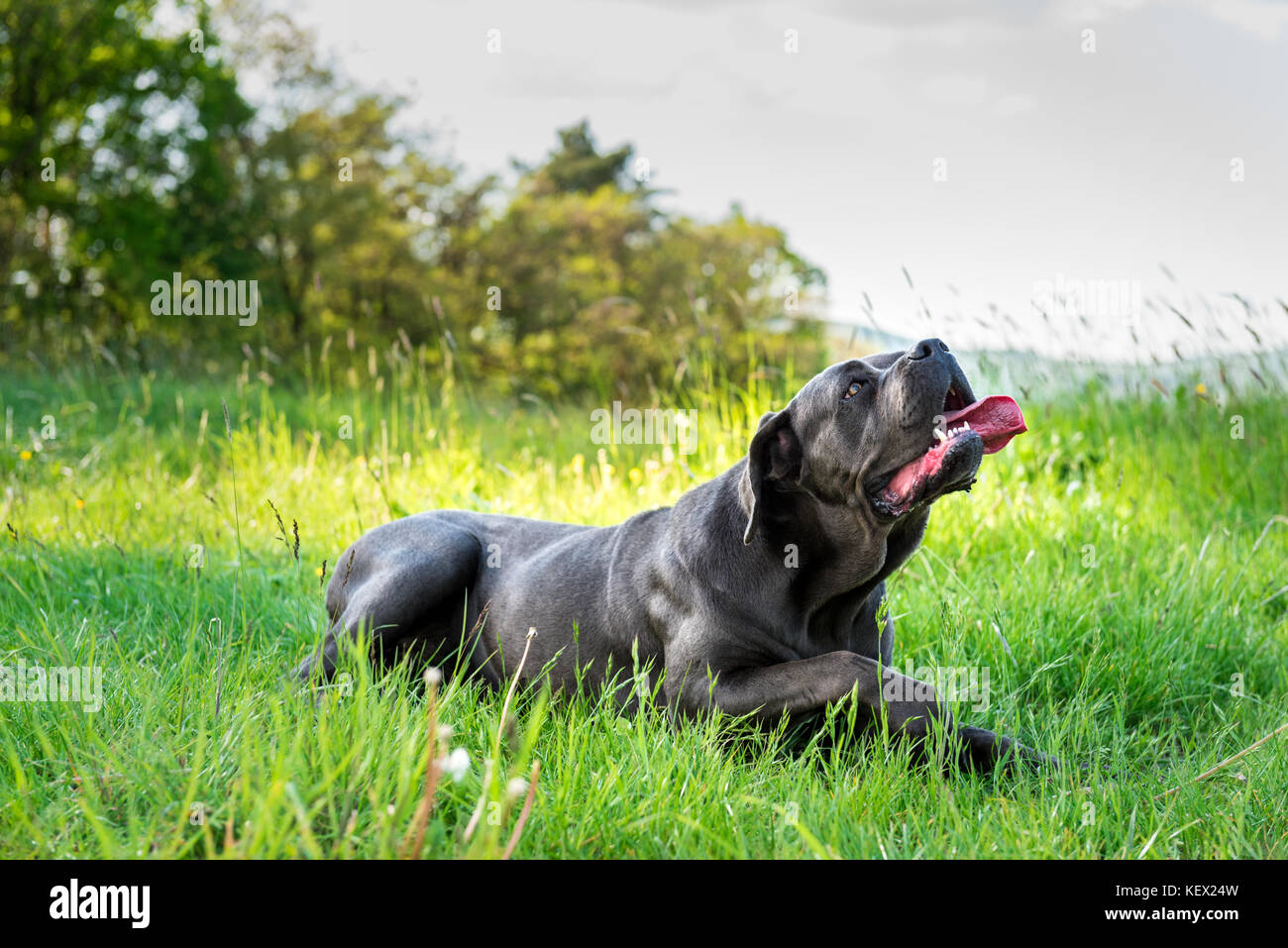 Cane corso, italian mastiff dog Stock Photo - Alamy