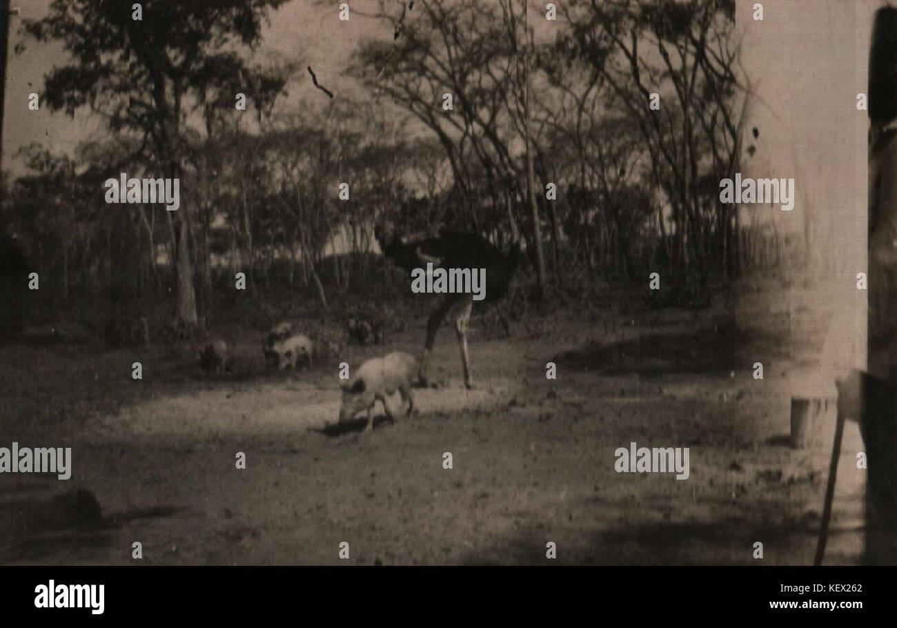 Manyoni hi-res stock photography and images - Alamy