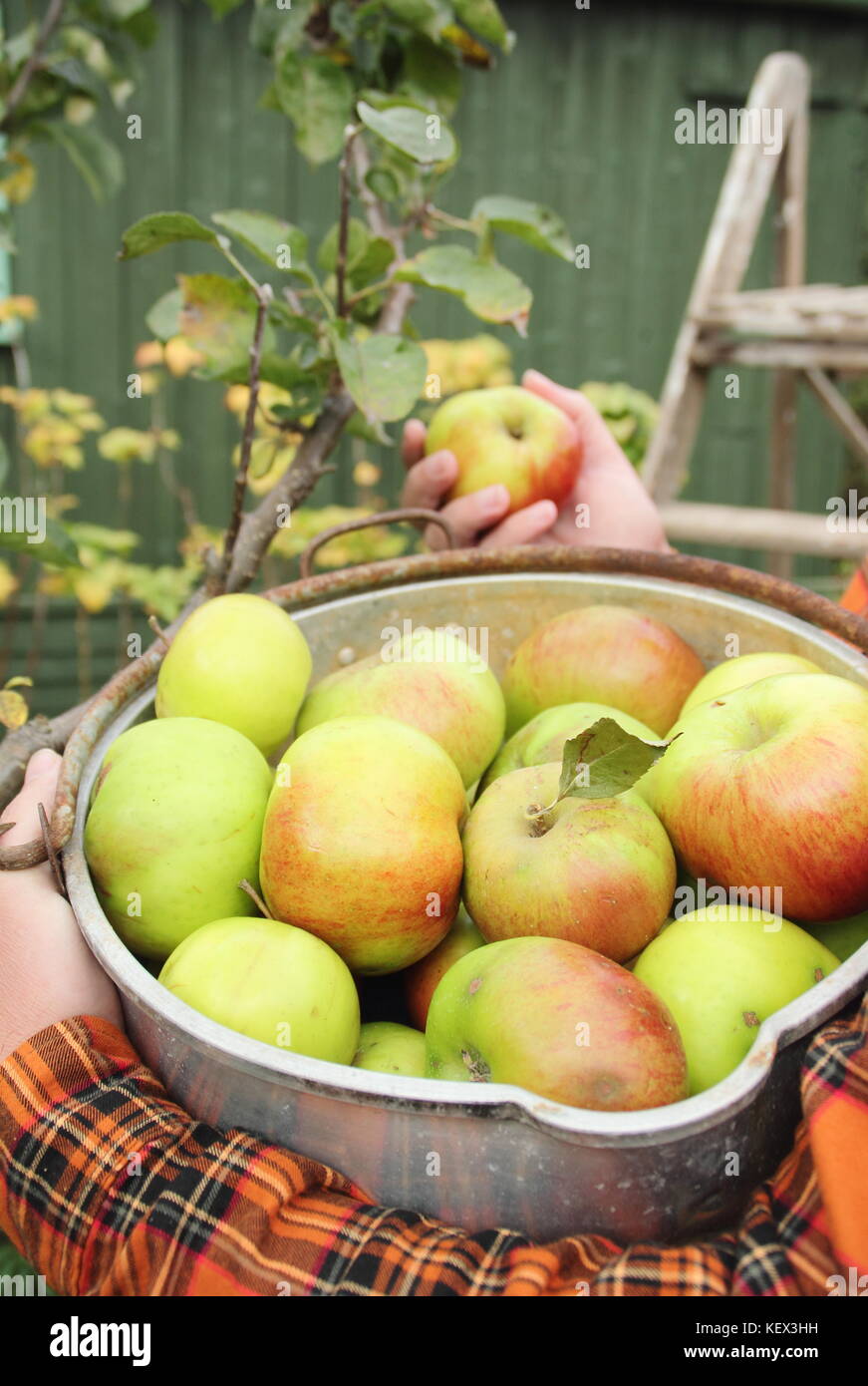 Bramley apples (Malus domestica Bramley's Seedling) are gathered from a ...