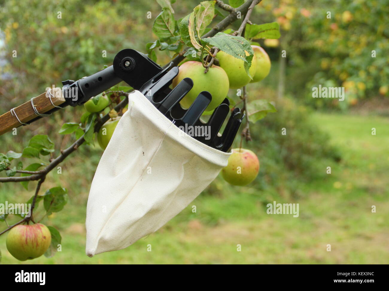 English apples are harvested using a fruit picking tool at a community ...