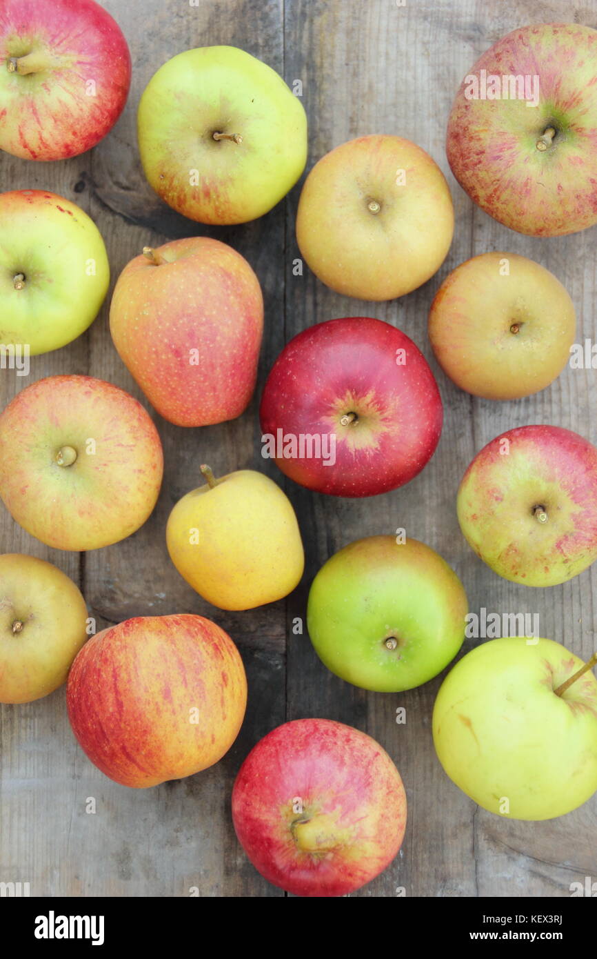 Worcester pearmain apples hi-res stock photography and images - Alamy