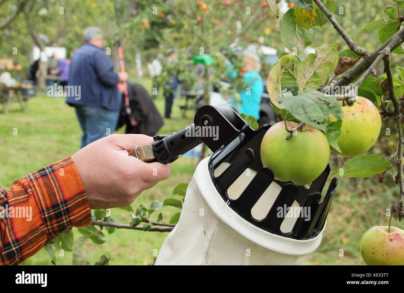 English apples are harvested using a fruit picking tool at a community ...