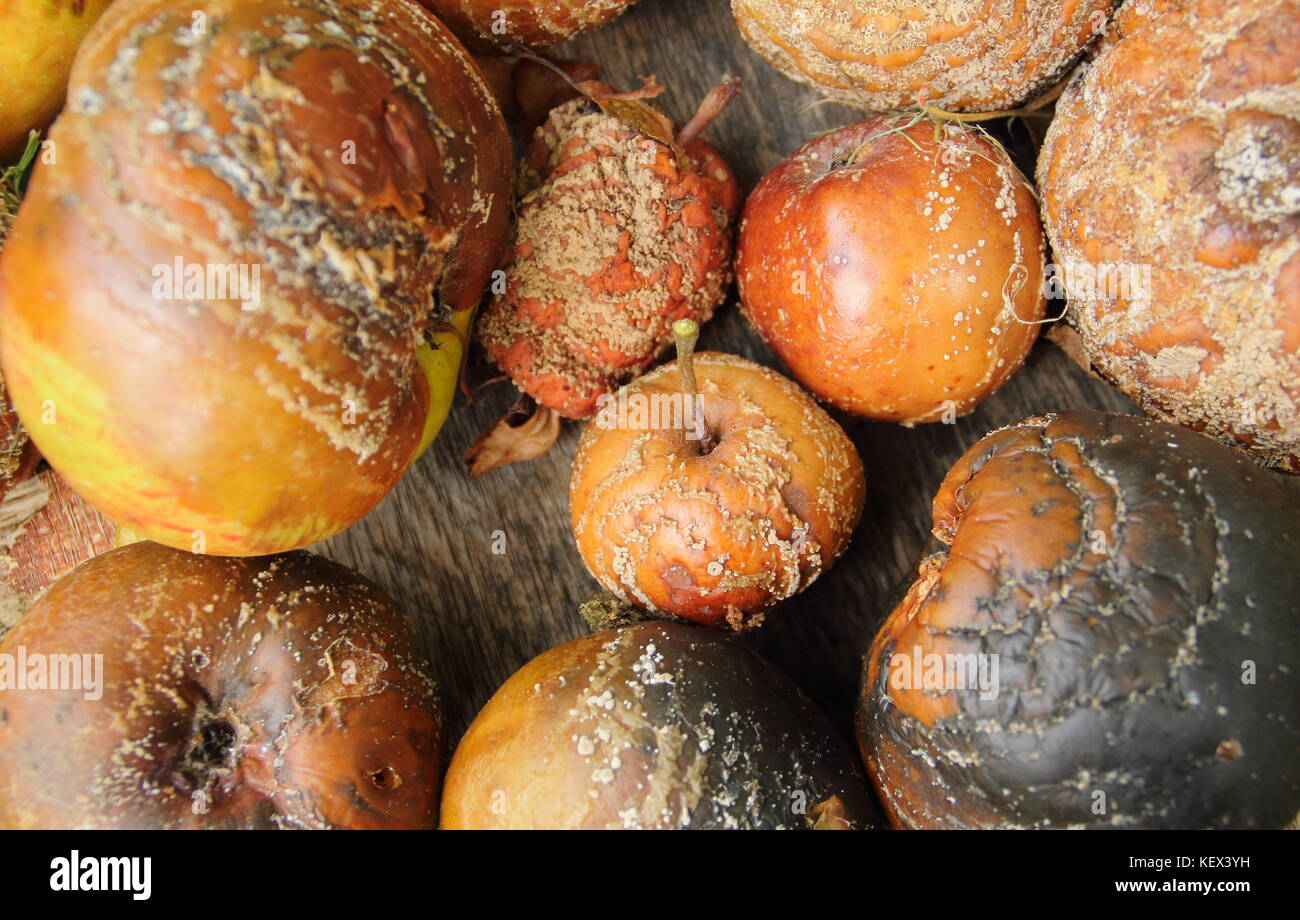 Fungal decay hi-res stock photography and images - Alamy