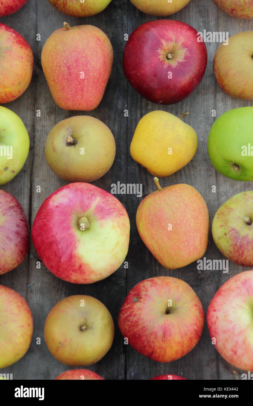 Freshly harvested English apples (malus domestica) including new and ...