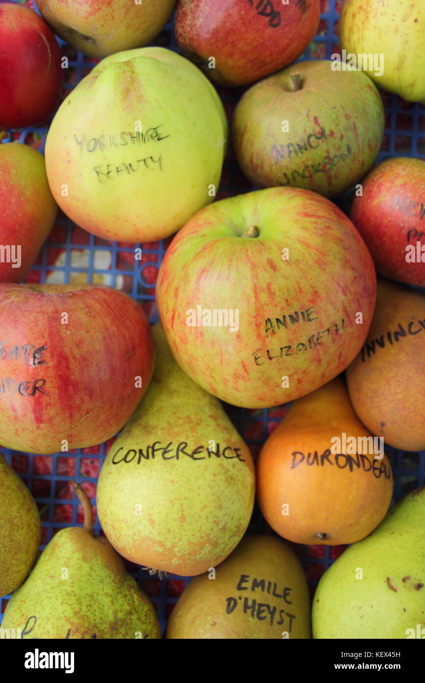 English apple and pear varieties including top class cooker Annie ...