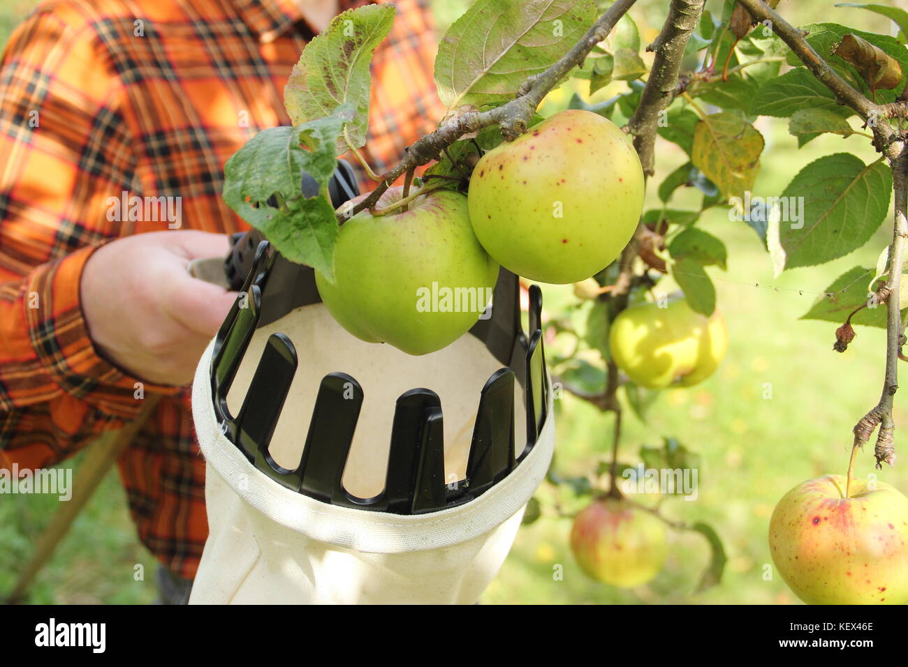 English apples are harvested using a fruit picking tool at a community ...