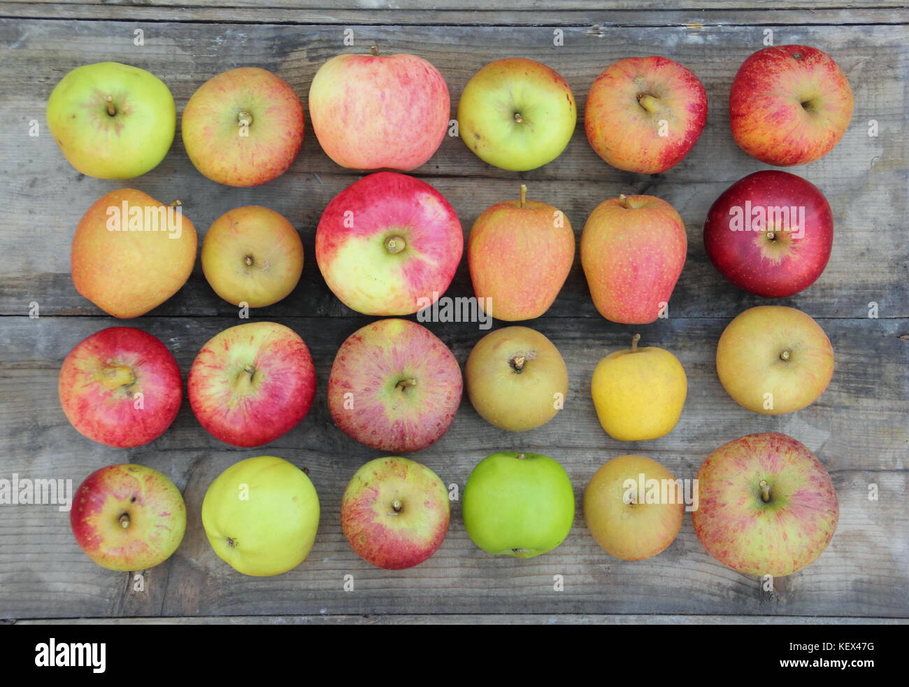 English heritage apple varieties hi-res stock photography and images ...