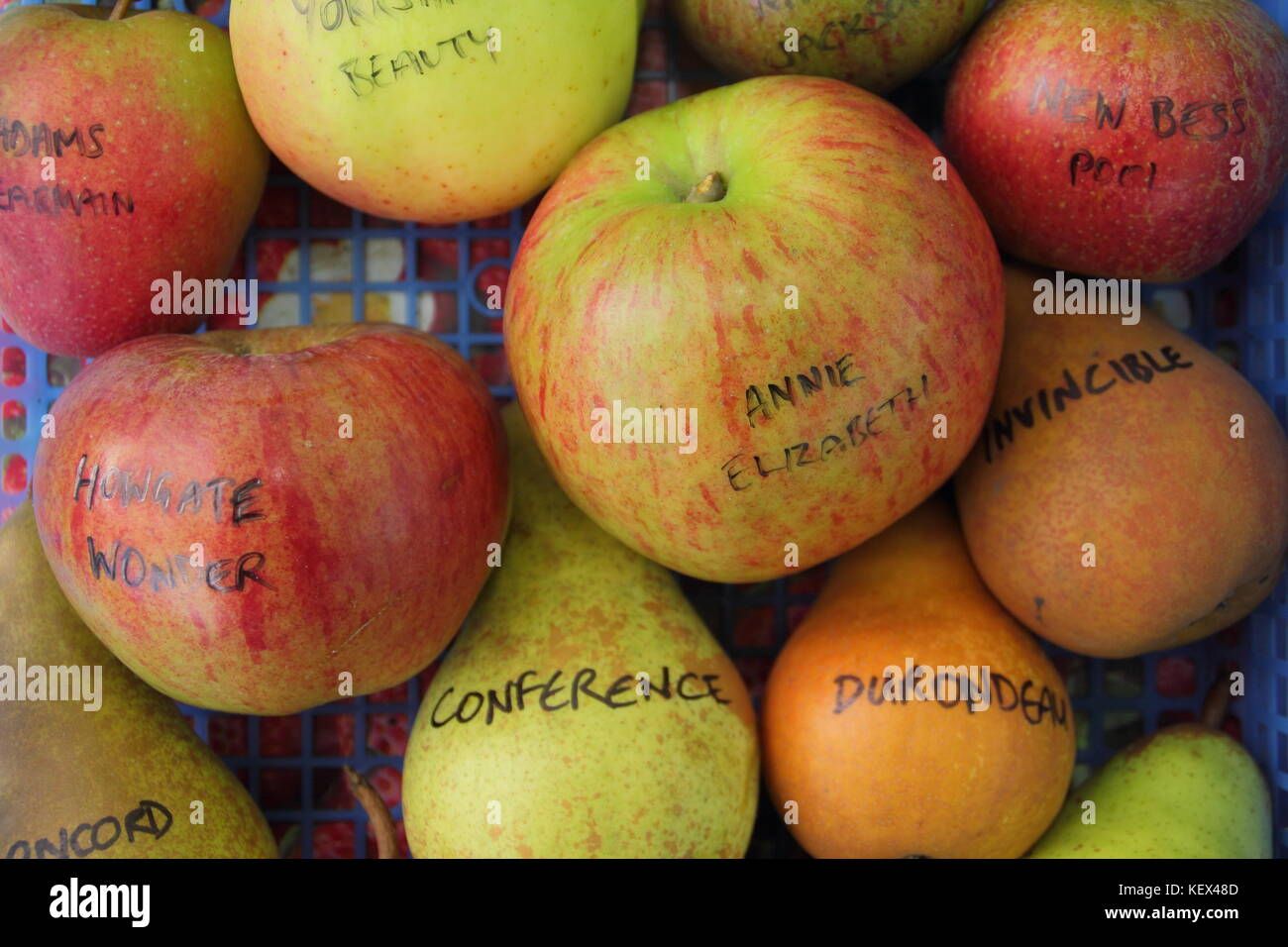 English apple and pear varieties including top class cooker Annie ...