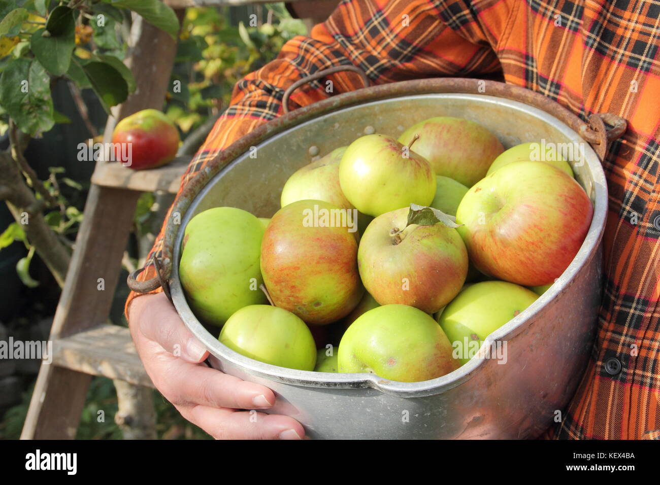 Apple tree autumn english hi-res stock photography and images - Alamy
