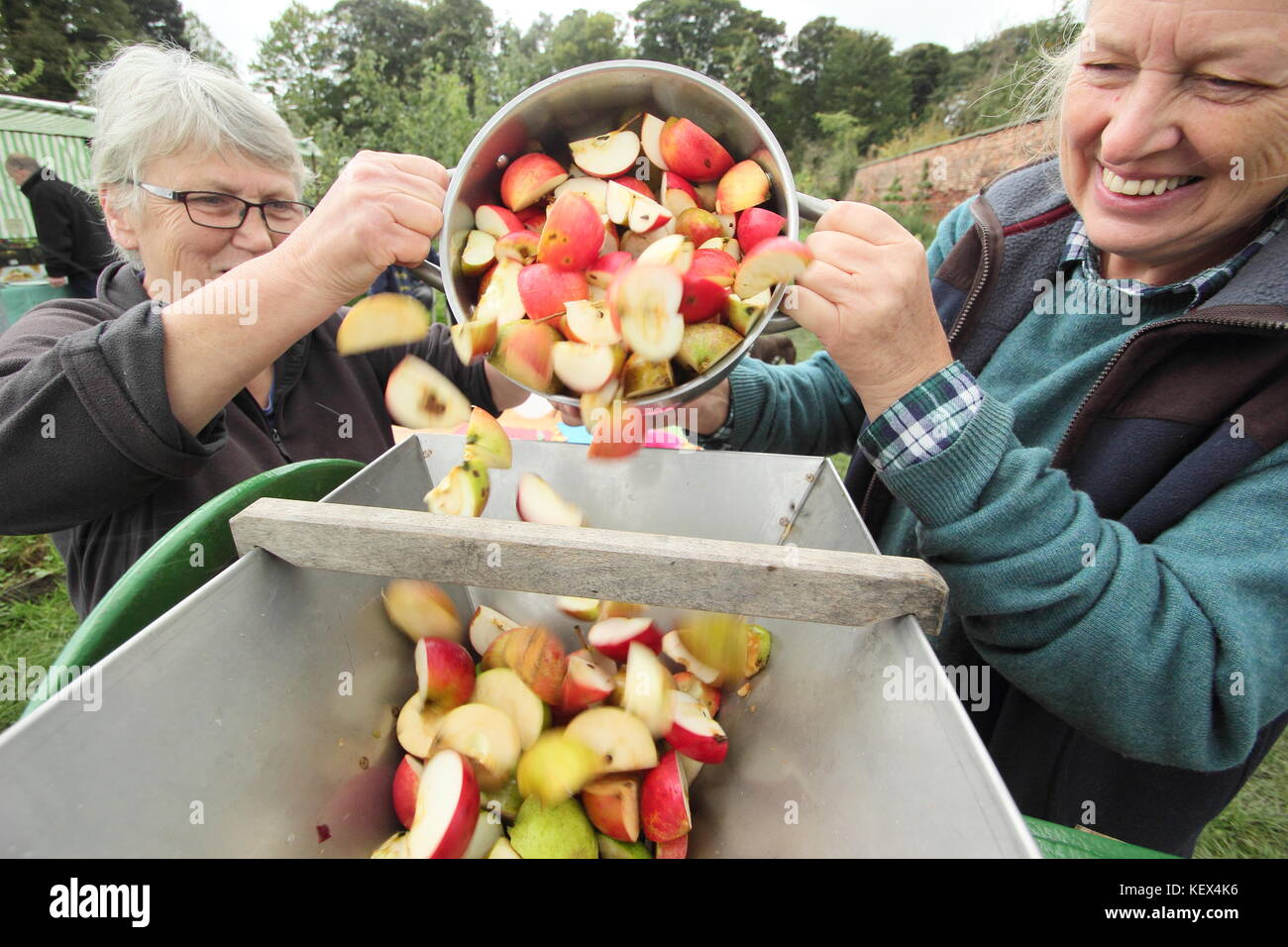 Apples cascade into a press to be made into juice by volunteers at a ...