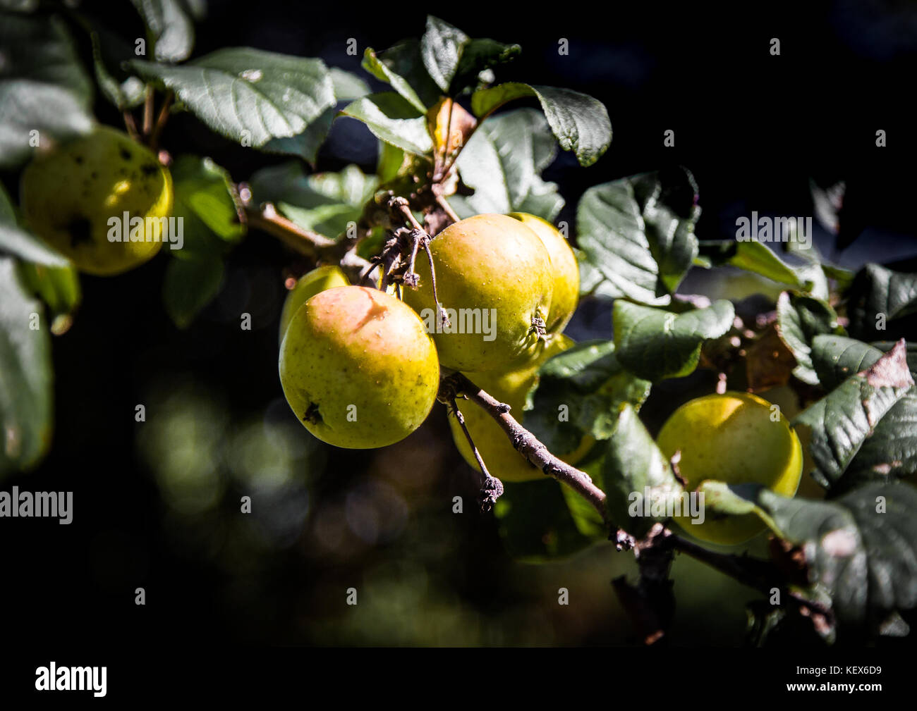 New England Apples on the branch Stock Photo - Alamy
