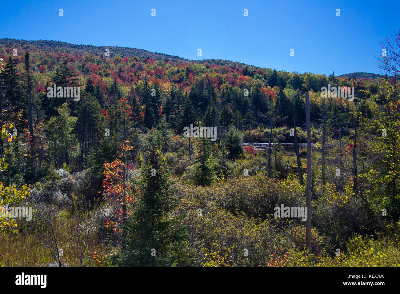 Trees of New England in the early Fall Stock Photo - Alamy