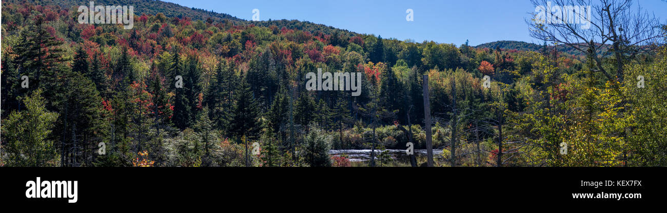 Trees of New England in the early Fall Stock Photo - Alamy